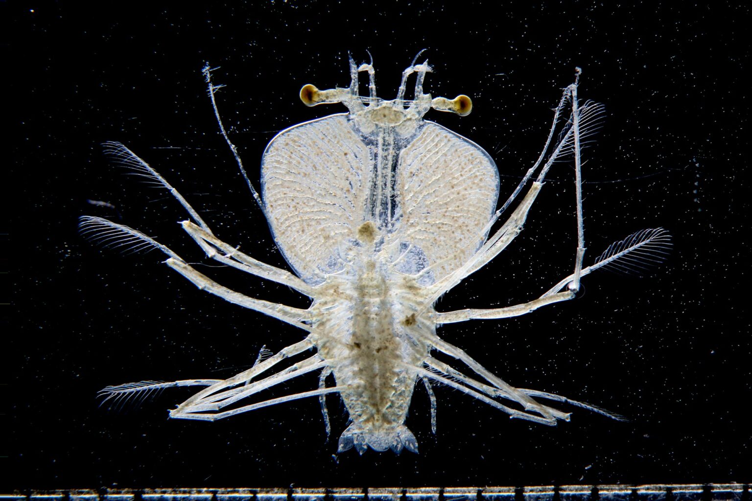 Small but mighty: Marine zooplankton bring global meeting to Hobart - AAPP